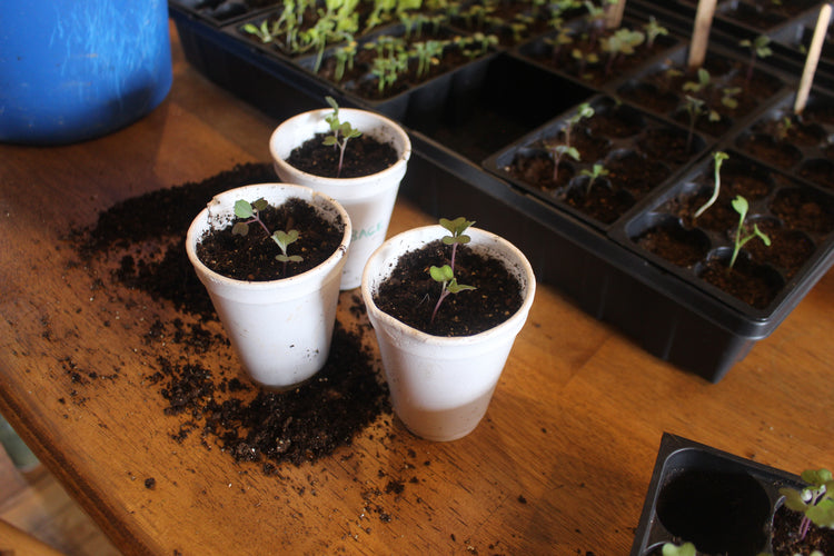 Welcome – Mason Dixon Acres